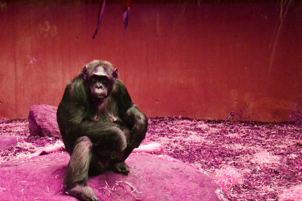 Chimpanzees Sometimes Drink Alcohol in the Wild - Our Funny Little Site