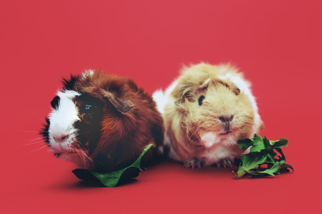 Unexpected Things are Happening at the Guinea Pig Festival - Our Funny ...