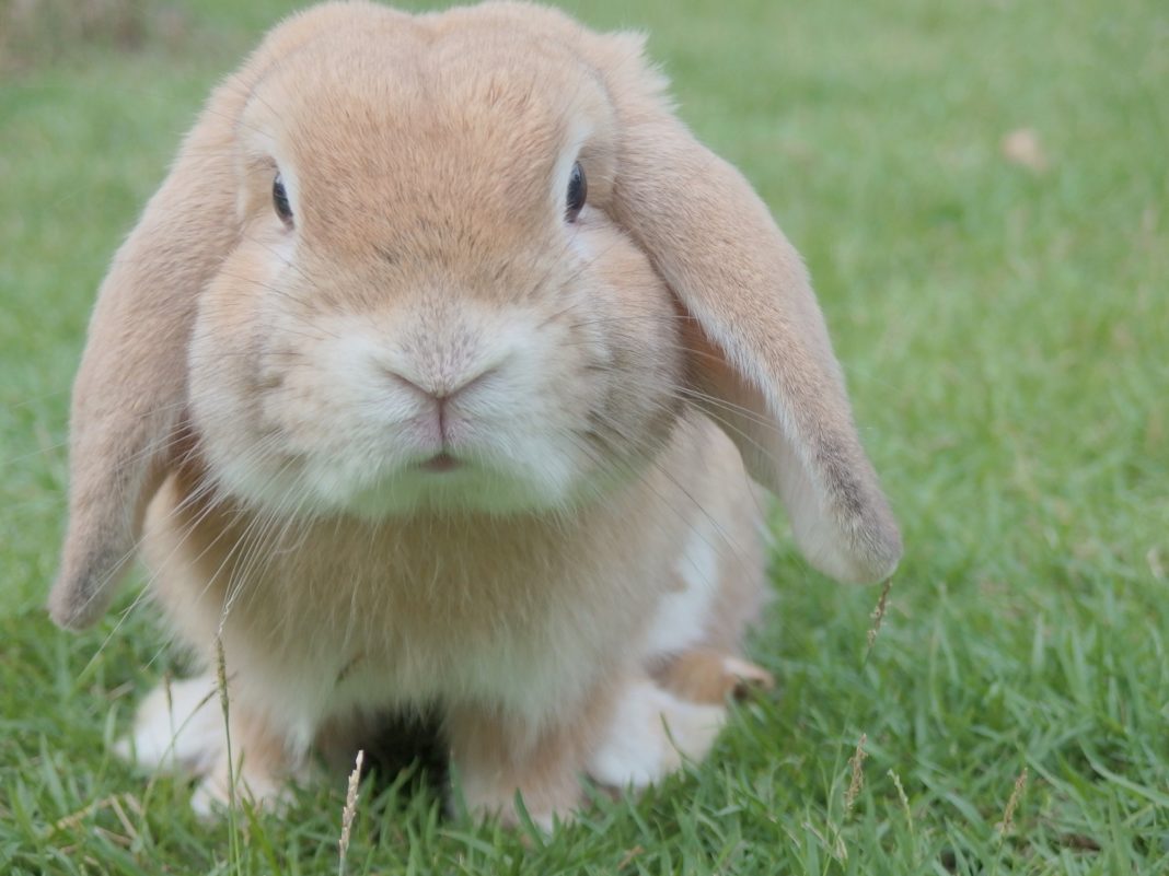 Do You Know What a Rabbit Binky Is? - Our Funny Little Site