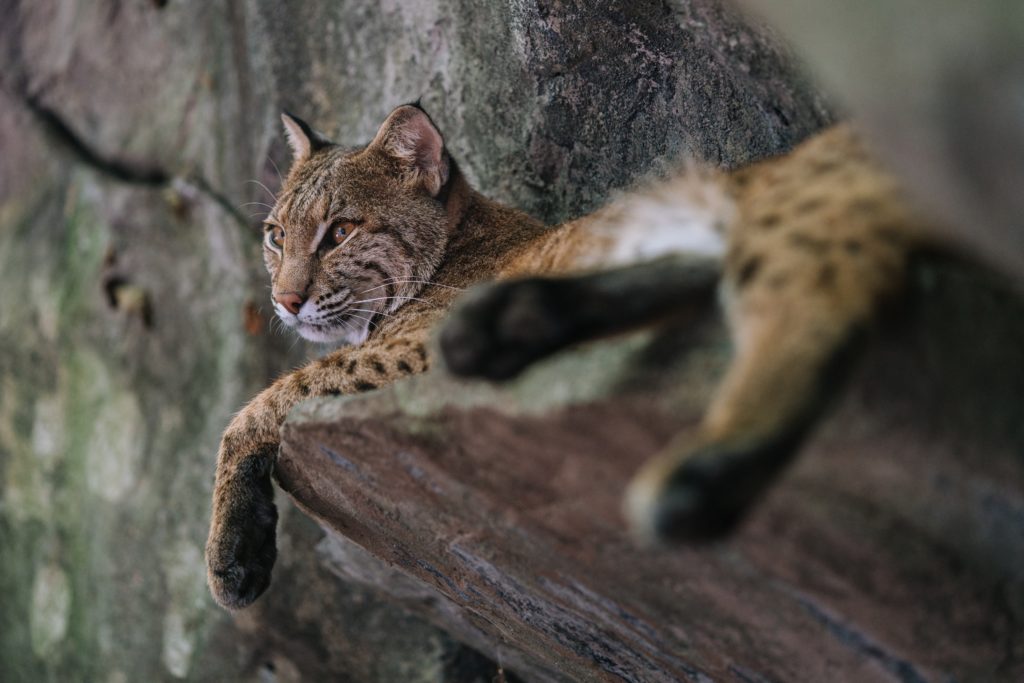 Things You Didn't Know About Bobcats - Our Funny Little Site