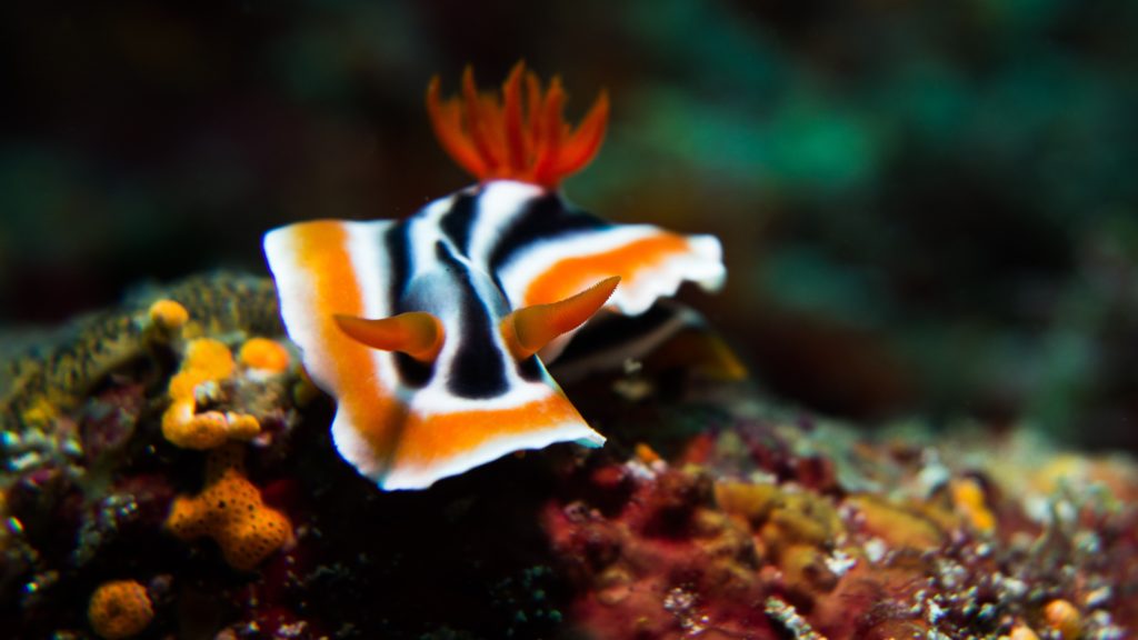 Colorful Sea Slugs Steal "Weapons" to Attack Predators - Our Funny ...