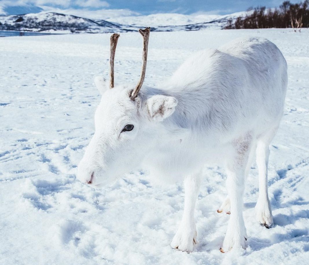 An Extremely Rare White Young Reindeer Was Spotted in Norway - Our ...
