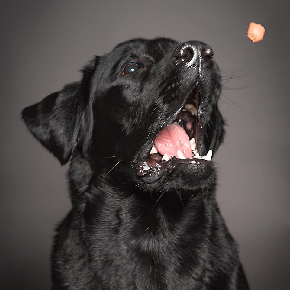 Italian Photographers Capture the Emotions of Dogs - Our Funny Little Site