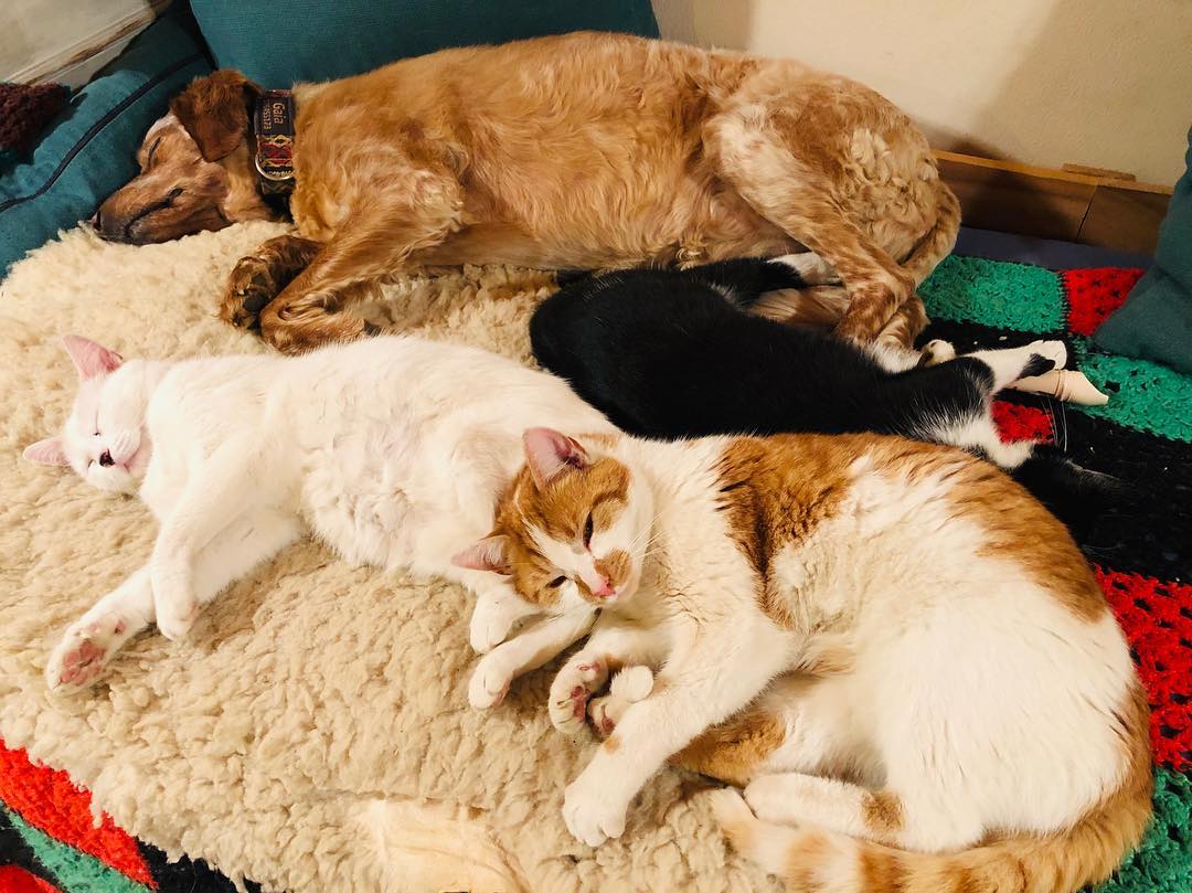 This is What Living With Multiple Pets Looks Like - Our Funny Little Site