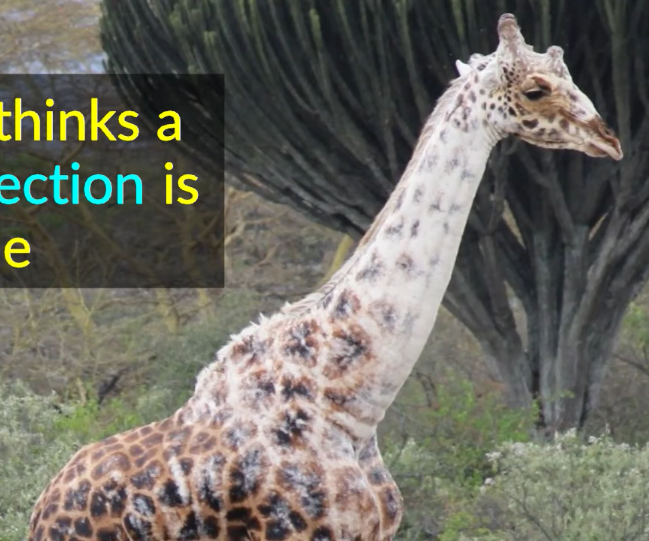 This Rare Giraffe Is Losing More of Its Color Every Year - Our Funny ...
