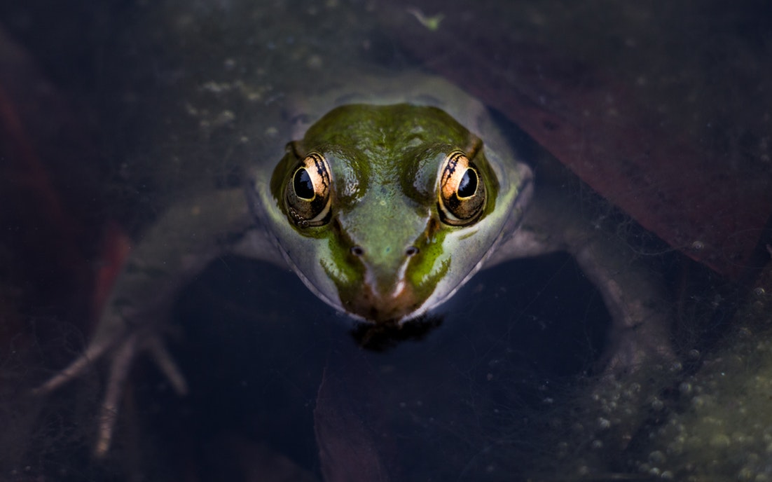 Pinocchio, the Name of a New Frog Species With a Pointy Nose - Our ...
