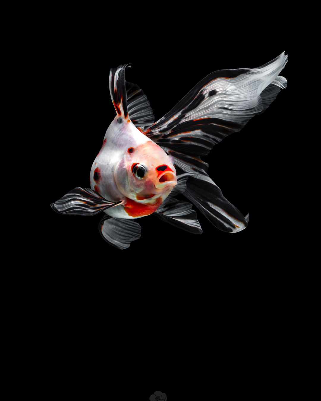 Dynamic Portraits of Chinese Goldfish by Tsubaki - Our Funny Little Site