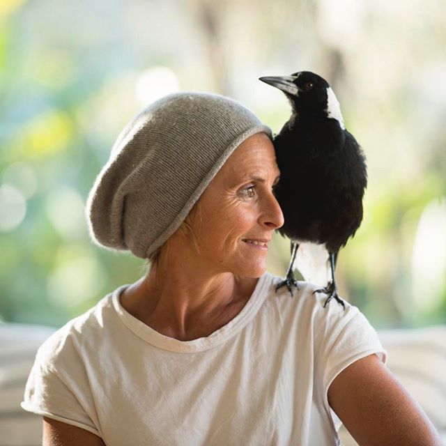 Meet Penguin – The Magpie Bird Who Saved A Family - Our Funny Little Site