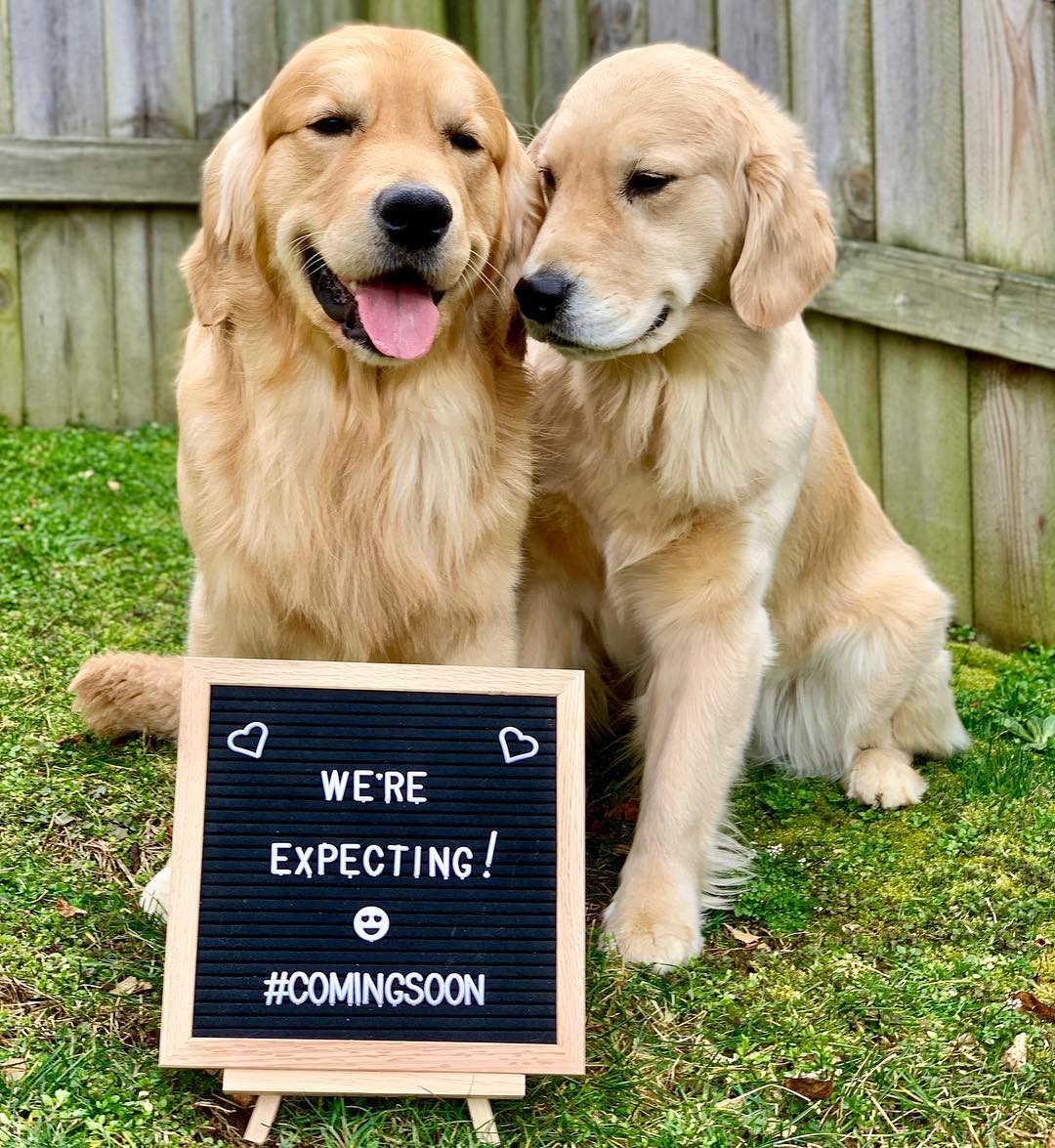 Canine Couple Announced They’re Expecting Puppies Through A Sweet Photo ...