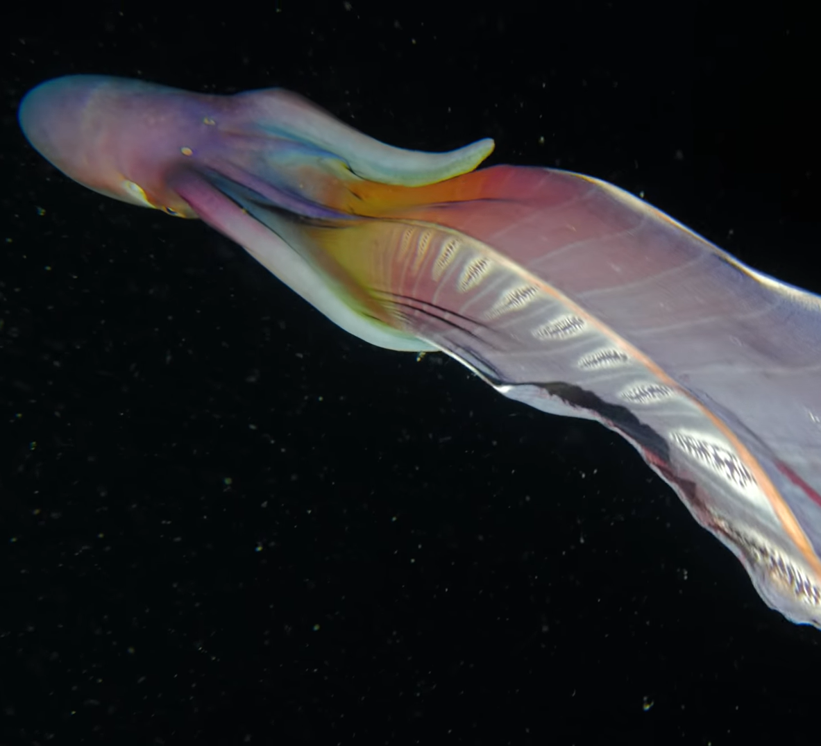 Underwater Footage Captures Rare Multi-Colored Octopus - Our Funny ...