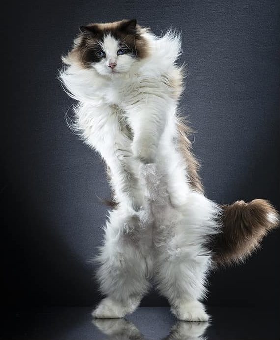 Photographer Captures Adorable Cats Posing On Two Legs - Our Funny ...