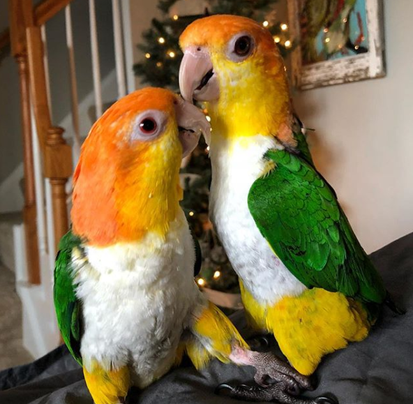 Parrots Goober and Mouse are Breaking the Internet - Our Funny Little Site