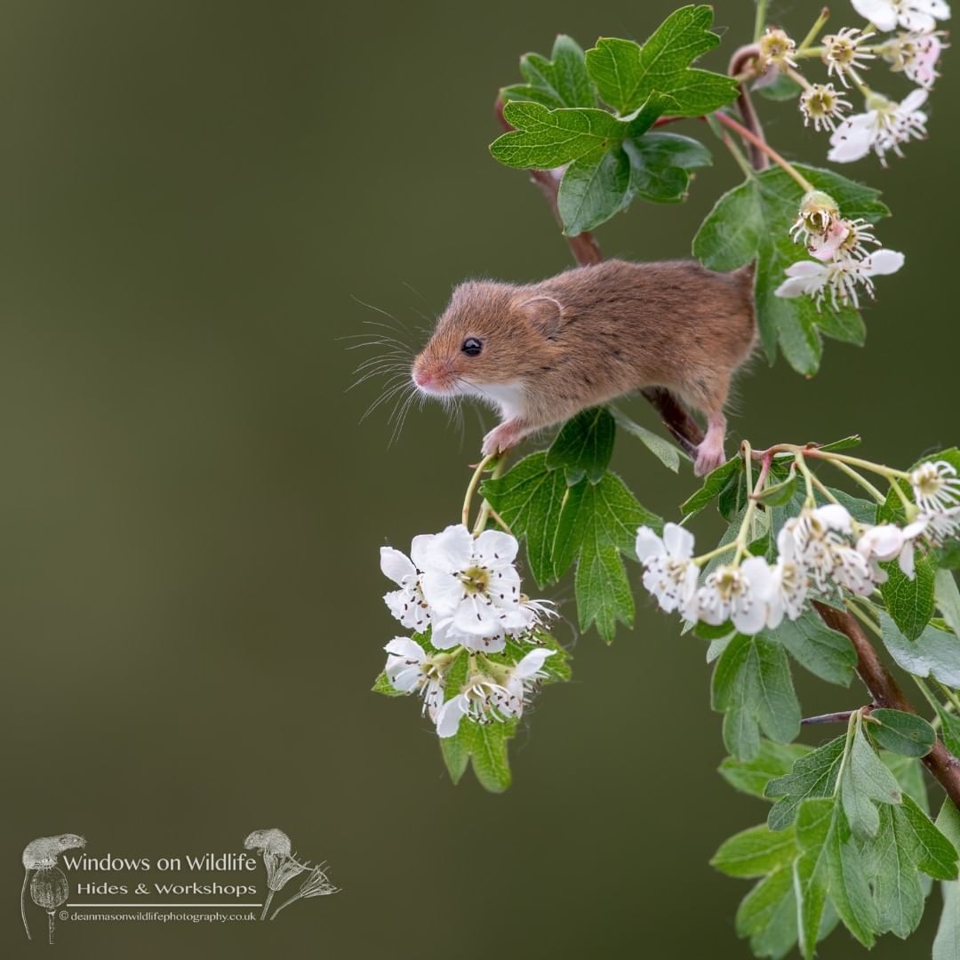 This Photographer Captures The Cutest Mice in Europe - Our Funny Little ...