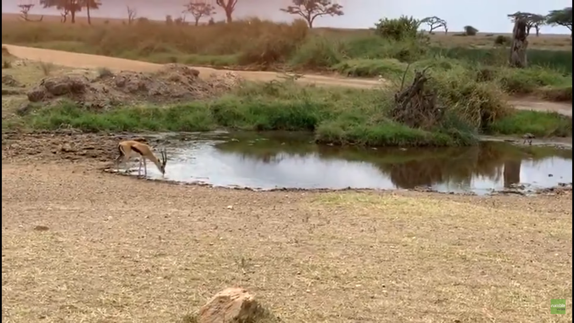 Gazelle Manages to Evade a Lion Ambush With an Epic Juke Move - Our ...