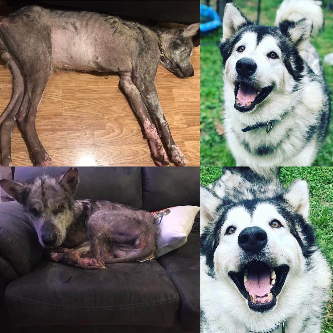 A Rescued Dog Transformation Shocks The Internet - Our Funny Little Site