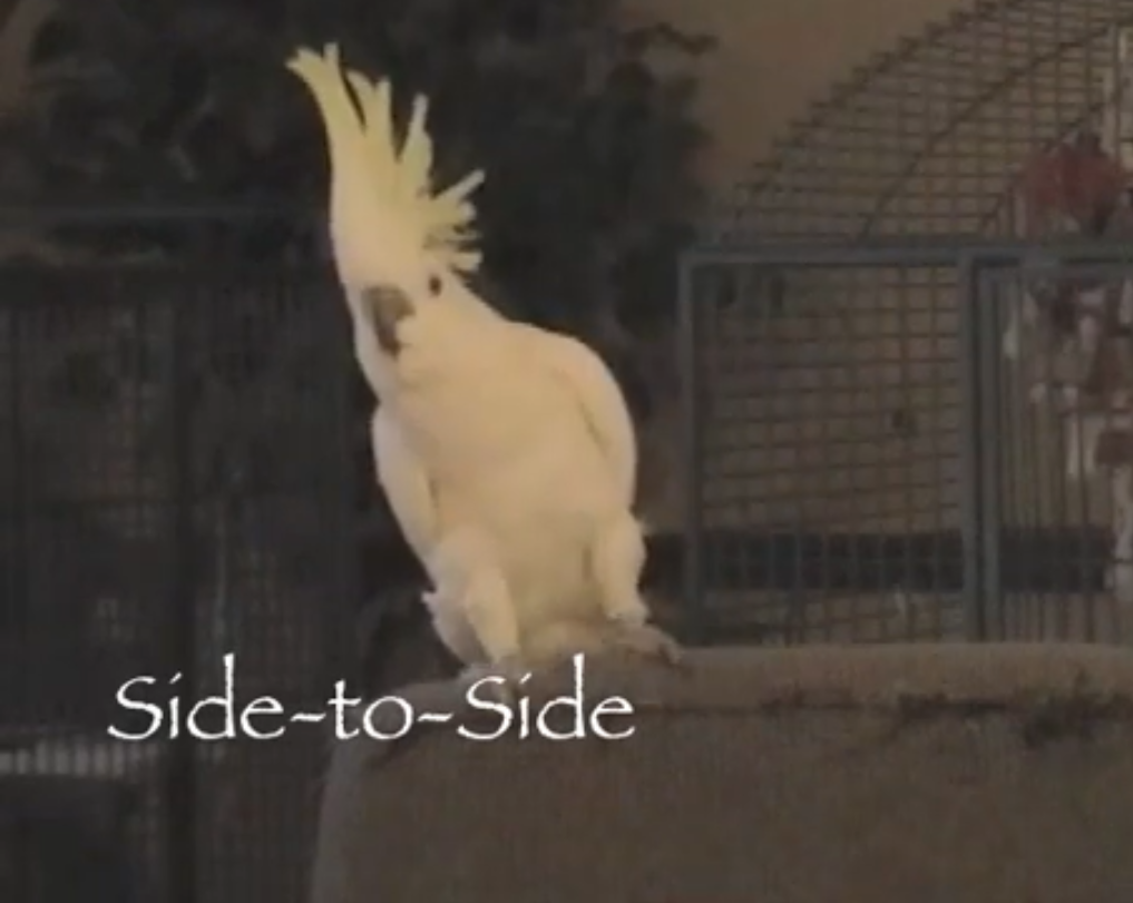 Snowball The Dancing Cockatoo Can Perform 14 Distinct Dance Moves Our Funny Little Site