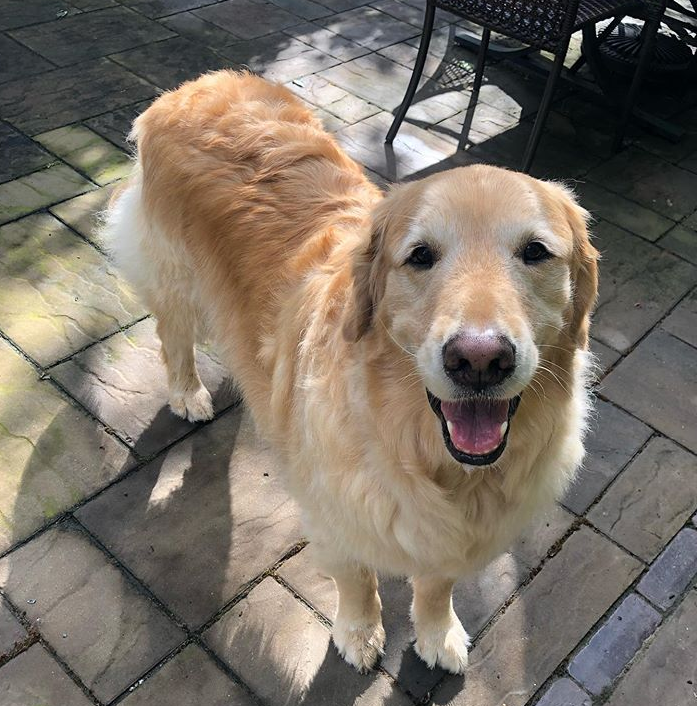 Archie the Dog Likes to Steal Stuff - Our Funny Little Site