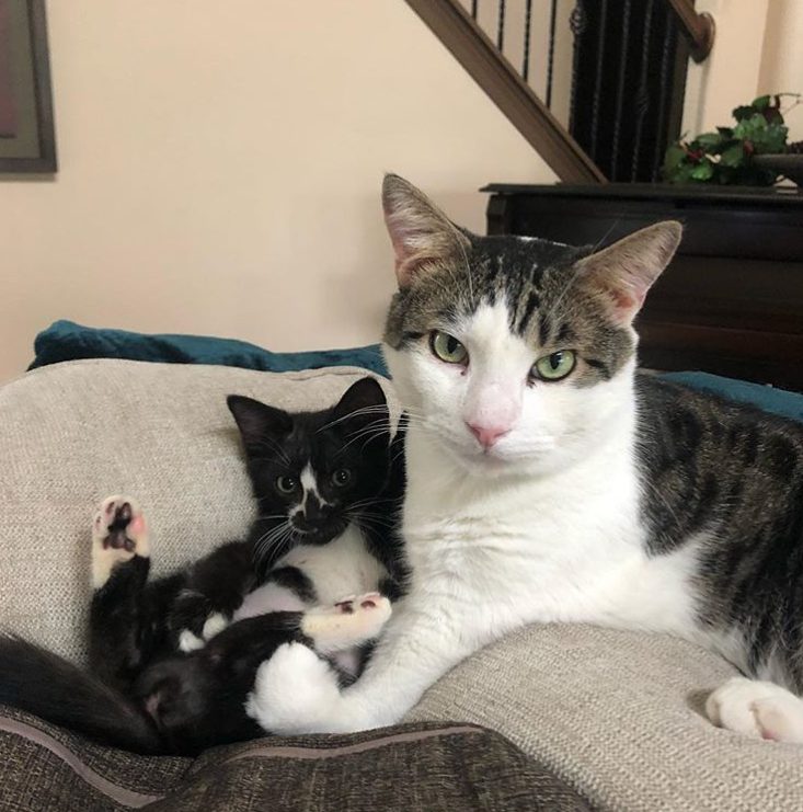 A Disabled Cat Becomes the Best Foster Dad Ever - Our Funny Little Site