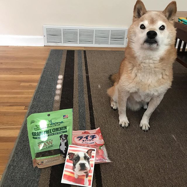 Meet Chester – The Grumpiest Dog in the World - Our Funny Little Site