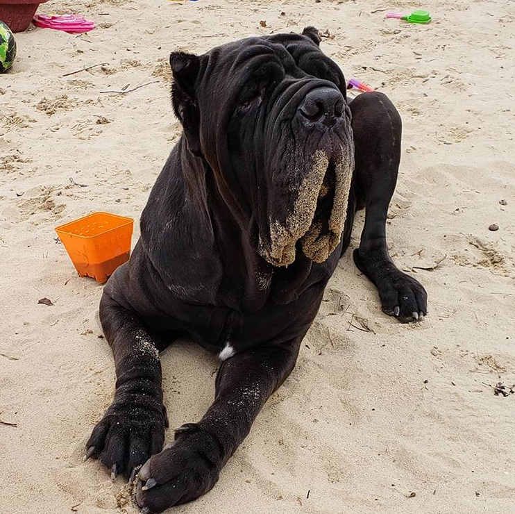 Kongo: The Dog Who Was Given Away For Free on Craigslist - Our Funny ...