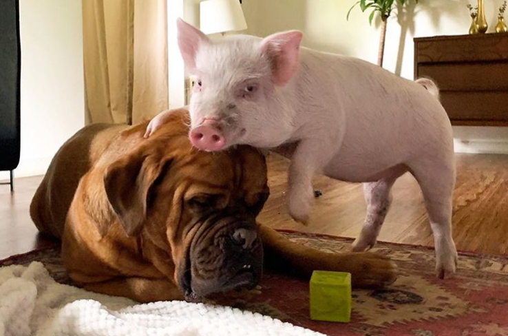 This Dog And Pig Became Best Buddies - Our Funny Little Site