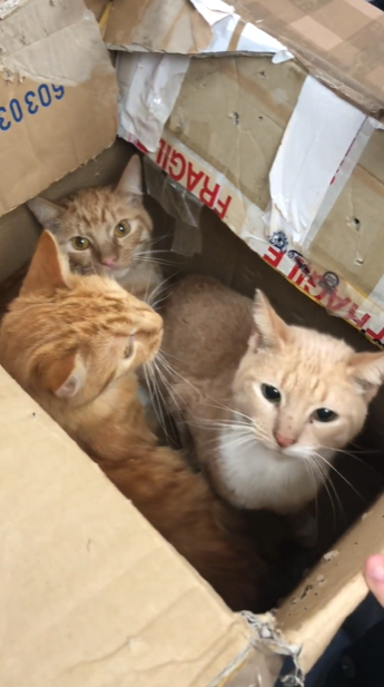 Woman Found 11 Young Cats Trapped in Cardboard Boxes - Our Funny Little ...