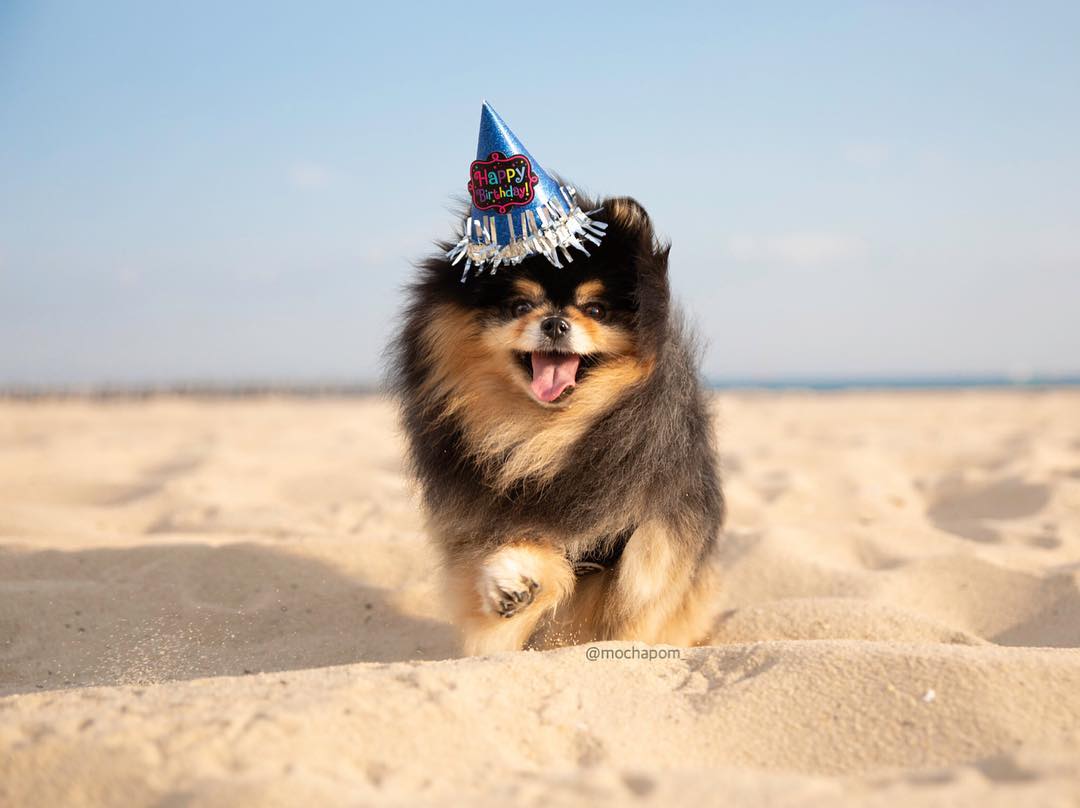 Mocha is the Cutest Pomeranian Out There - Our Funny Little Site