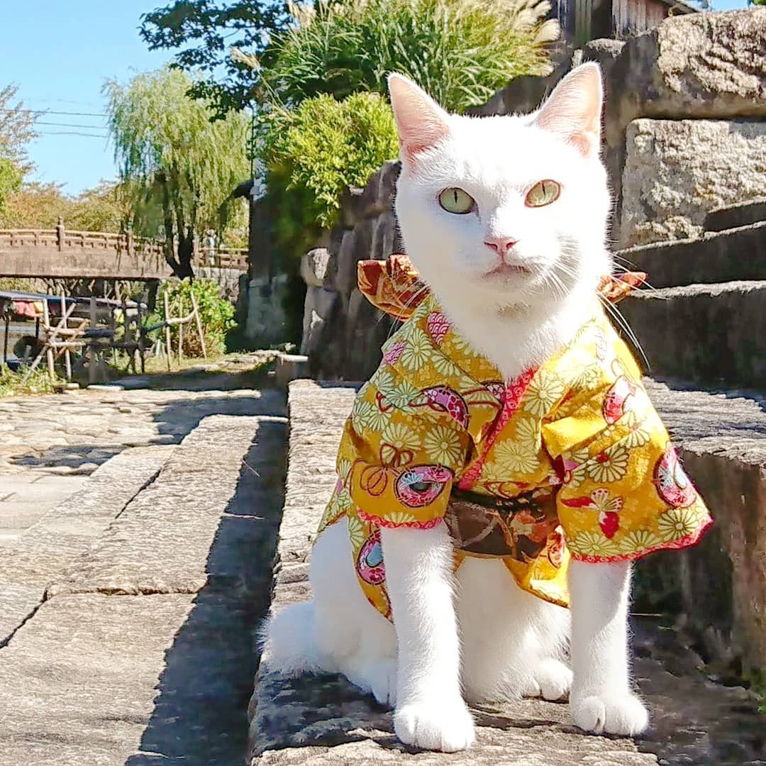 Meet the Adorable Cat Monk From a Cat Shrine in Japan - Our Funny ...