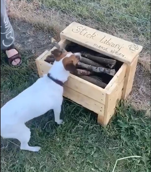Man Creates "Stick Library" For Local Dogs to Enjoy - Our Funny Little Site