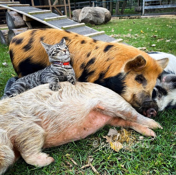 Check Out This Cat That Befriended Pigs - Our Funny Little Site