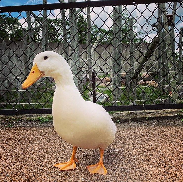 This Duck Loves So Much His Dad That He Wants To Be Right Next To Him ...