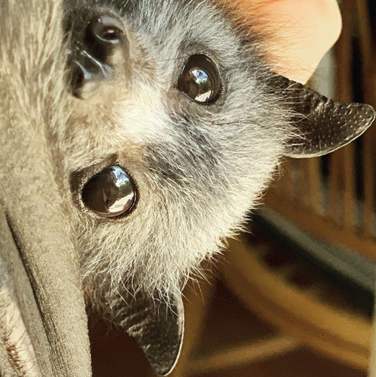 Sarah Curran Rescues Bats Because They Saved Her Life - Our Funny ...