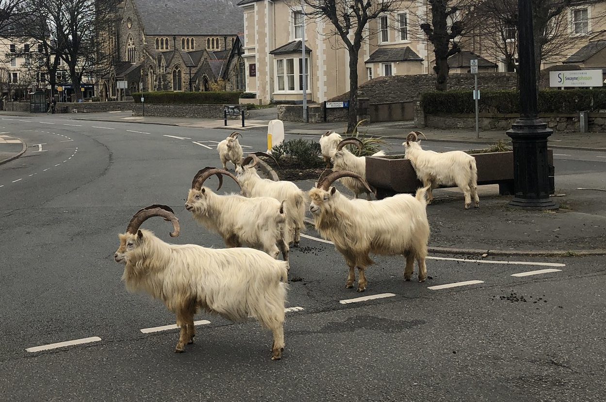 Goats Take over the Streets of Small Town In North Wales - Our Funny ...
