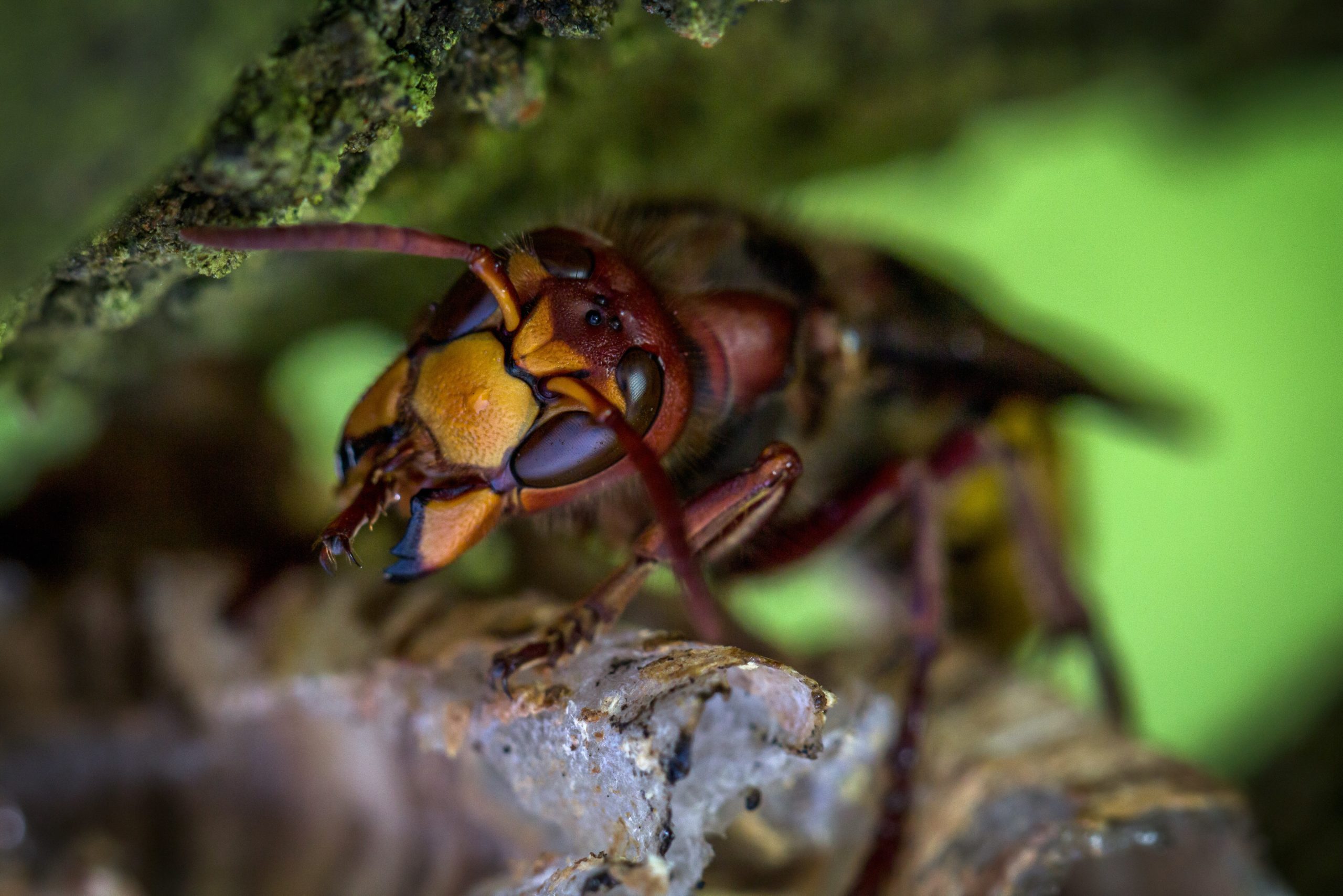 Murder Hornets are Not a Threat to U.S. According to Bug Experts - Our ...