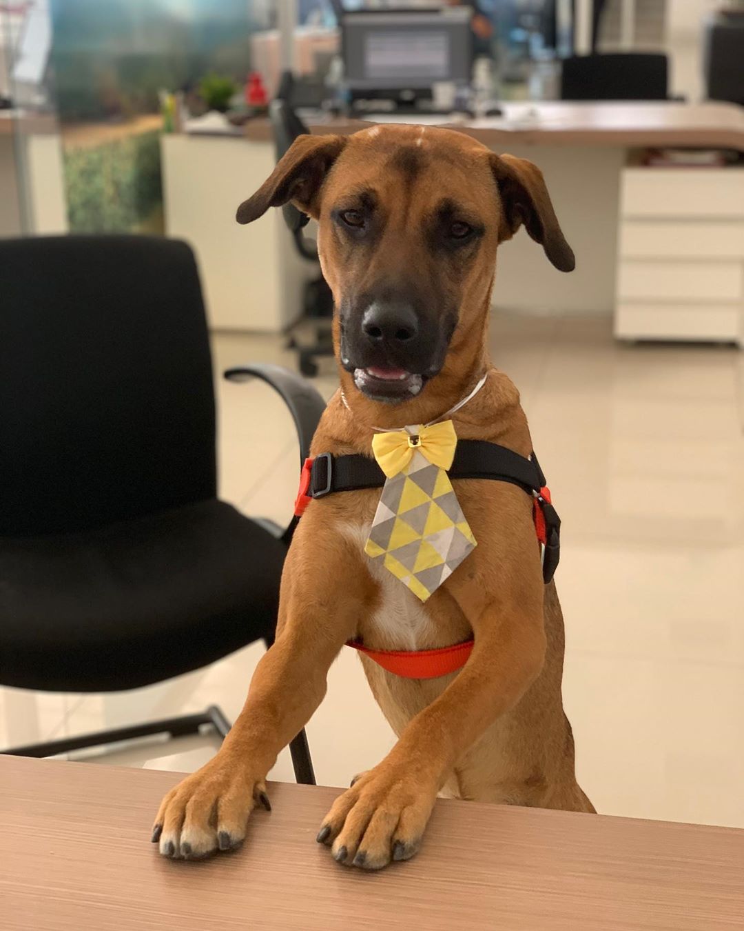 Stray Dog Lands a Job at Hyundai Car Dealership - Our Funny Little Site