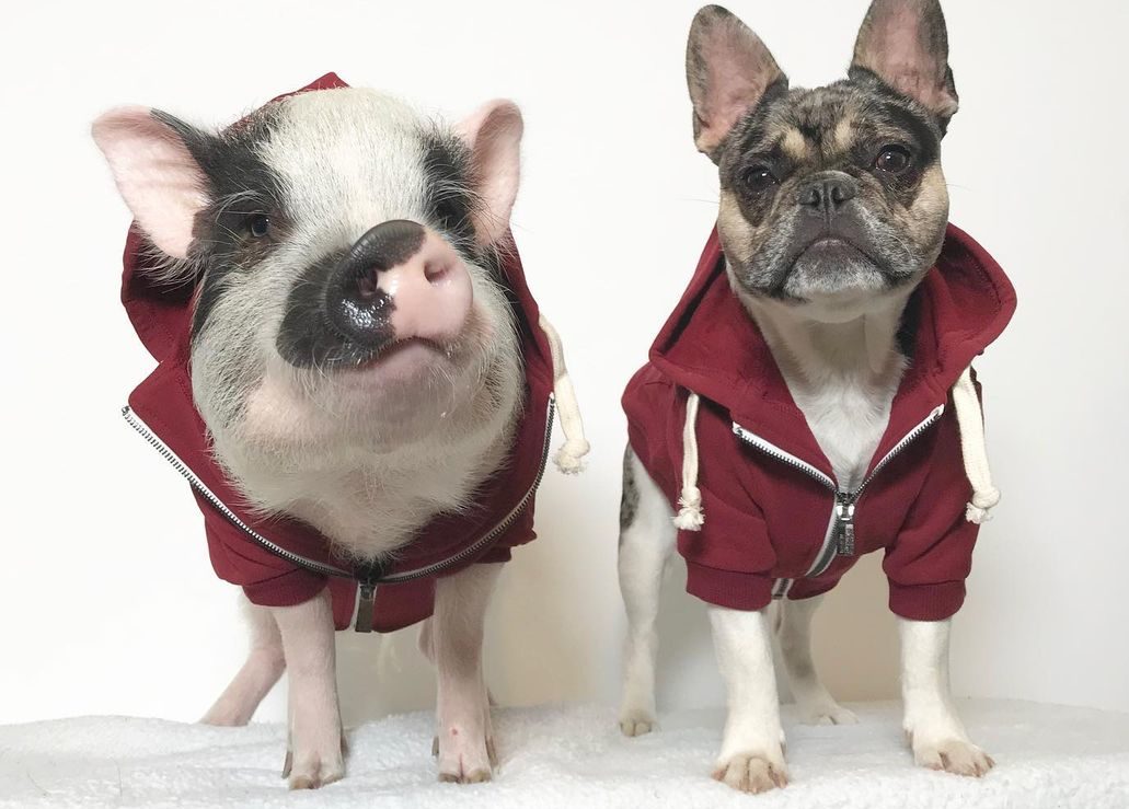 True Besties: Pickles the Pig and Dill the French Bulldog - Our Funny ...