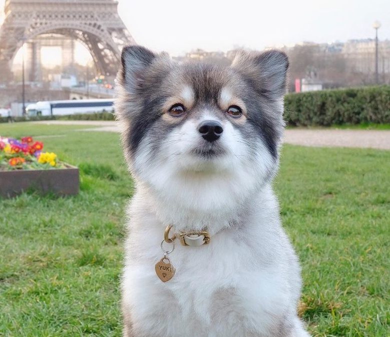 Meet Yuki: The Adorable Pomsky - Our Funny Little Site