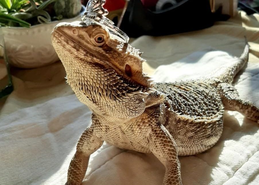 Check Out How Cute These Pet Bearded Dragons Are - Our Funny Little Site