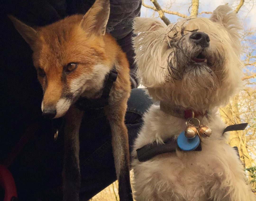 Blind Fox and Disabled Terrior are Best Friends - Our Funny Little Site