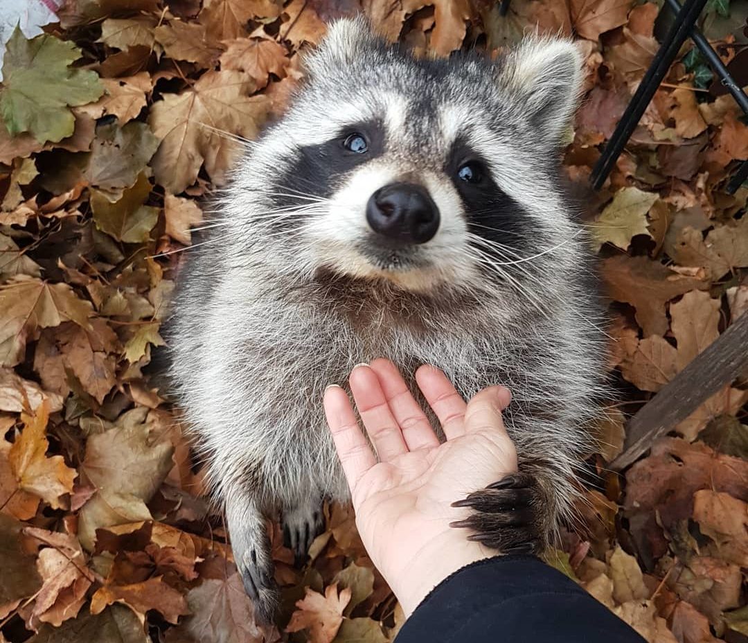 Raccoon Continues to Visit a Woman Who Rescued Him 3 Years Ago - Our ...