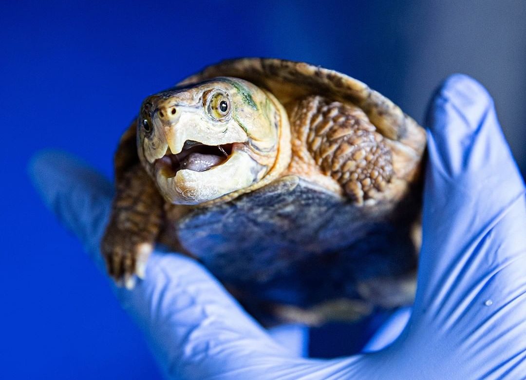 London Zoo Welcomes 3 Critically Endangered Big-Headed Turtle Babies ...