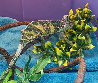 Sick Chameleon Shows Amazing Transformation After Being Rescued - Our ...