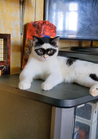 Cat Becomes Viral Sensation Thanks to His Resemblance to Masked ...
