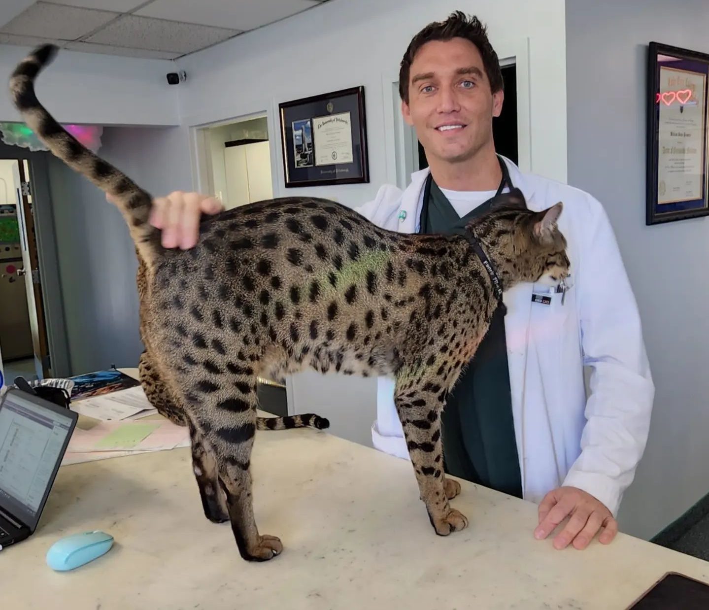 Meet Fenrir, The World’s Tallest Living Domestic Cat - Our Funny Little ...