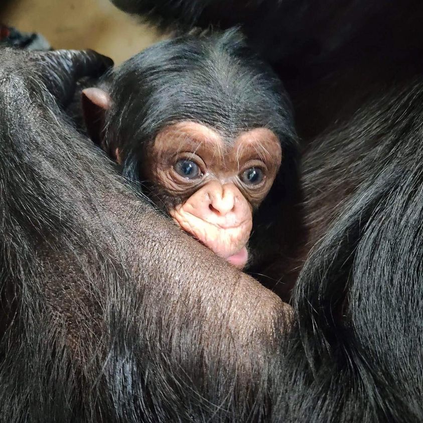 Watch a Heartwarming Reunion Between a Chimpanzee Mom and Her Newborn ...