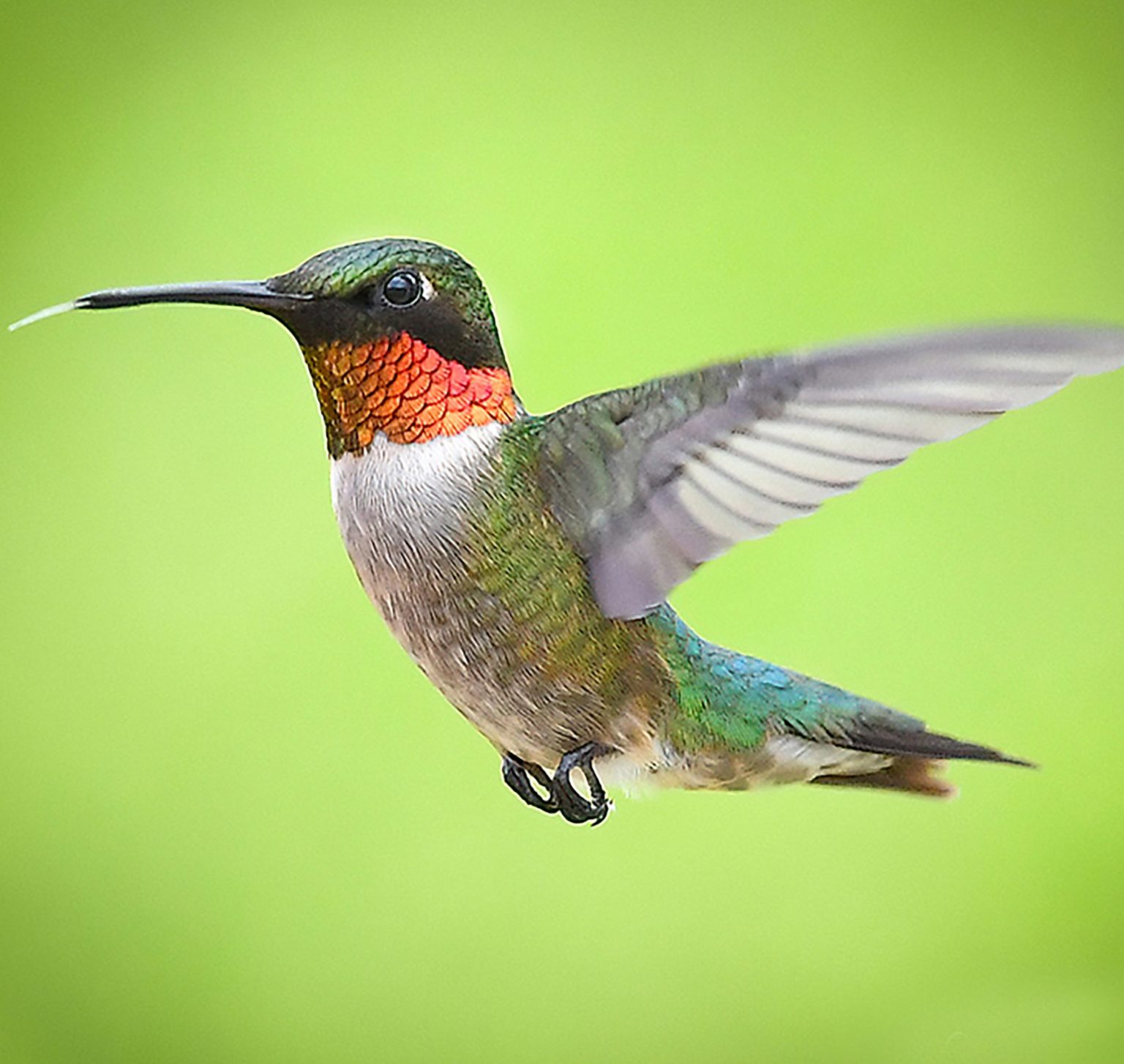 Fun Facts About Hummingbirds You Probably Didn’t Know Before - Our ...