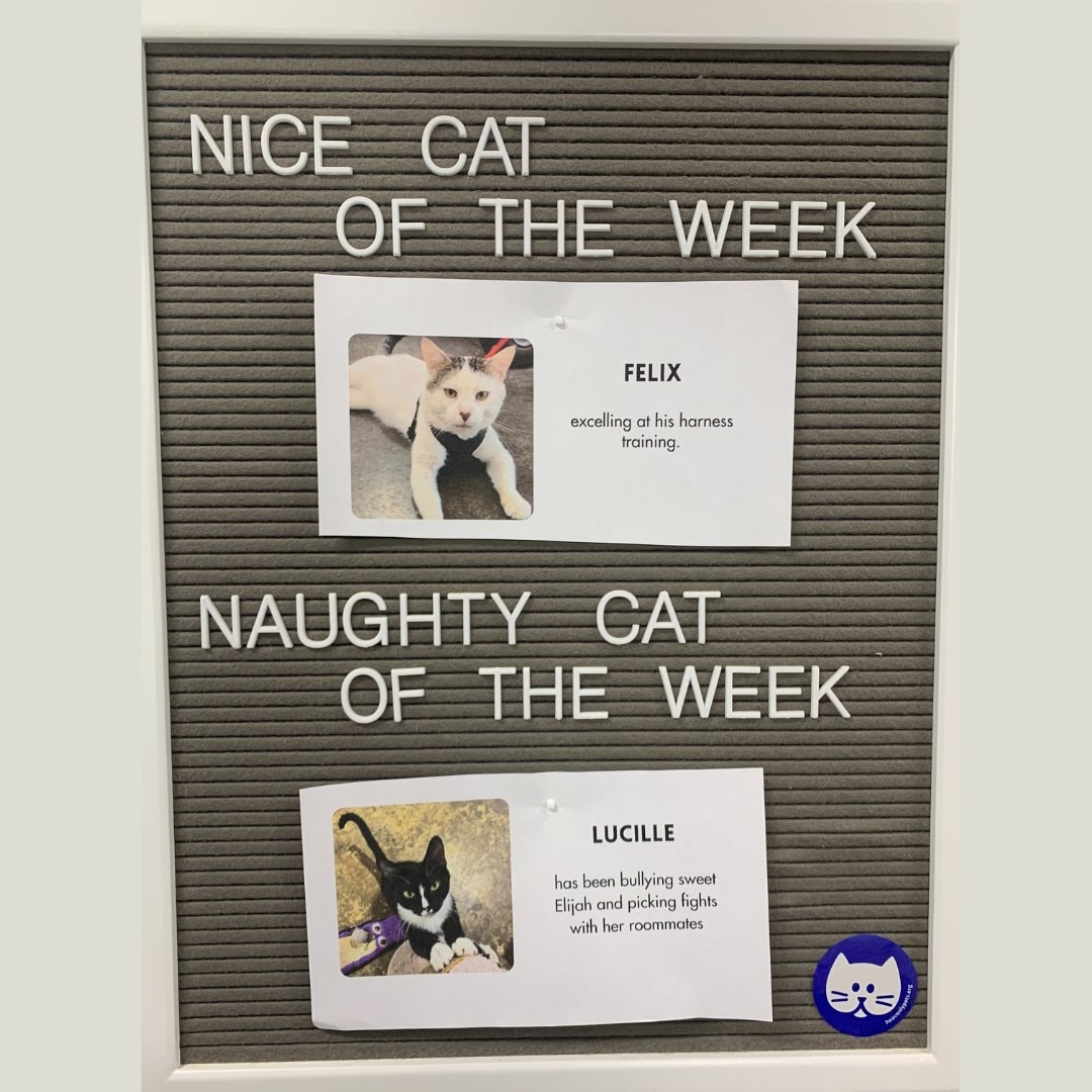 This Animal Clinic Has A Nice and Naughty Cat of the Week - Our Funny ...