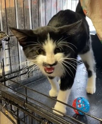 Mia the Adorable Cat Has One of the Loudest Meows You've Ever Heard ...