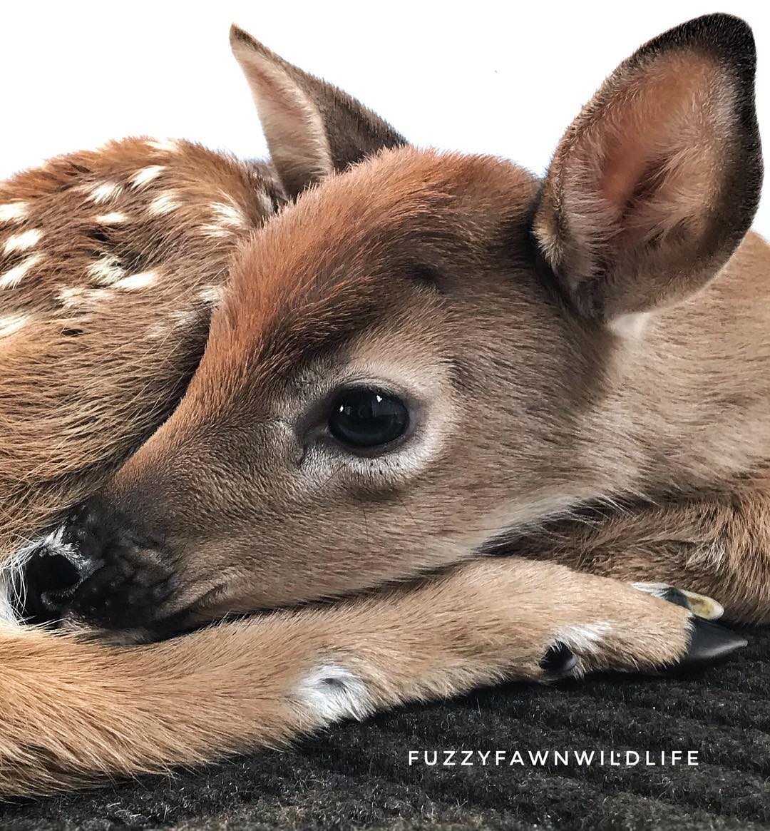 Fuzzy Fawn Wildlife is Releasing Rescued Deer Back Into the Wild - Our ...
