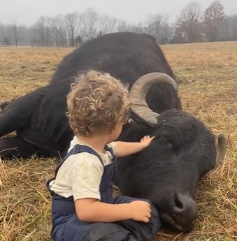 Heartwarming Video Sees Little Boy Cuddling a Water Buffalo - Our Funny ...